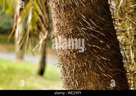 Close up of a spiky tree trunk of a Palm tree in the Amazon rainforest ...