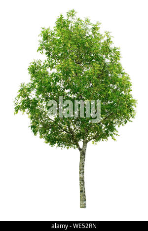 young foliage of mountain ash on the background of the blue sky, a tree ...