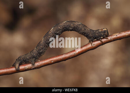 Mottled Beauty - Alcis repandata Stock Photo - Alamy