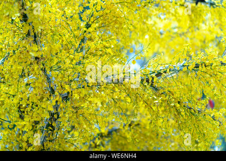 Oncidium orchids are full body dried as giant orchids in spring garden ...