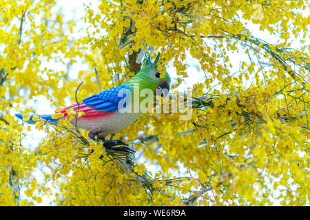 Oncidium orchids are full body dried as giant orchids in spring garden ...