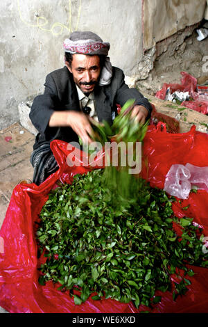 chewing qat (khat), a stimulant plant that is popular in Yemen and ...