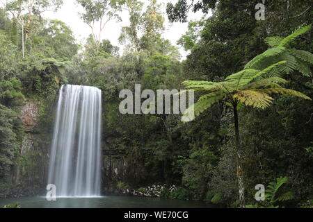 Waterfall circuit - Waterfalls Millaa Milaa Falls,,Atherton Tablelands ...