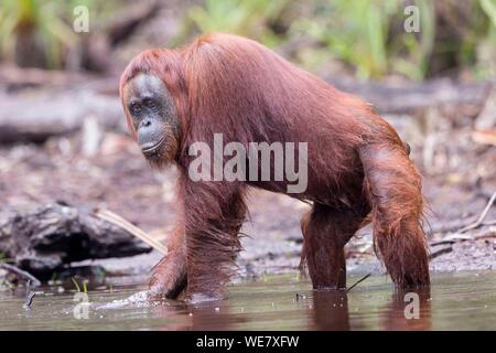 Orangutan, Pongo pygmaeus, Sekonyer River, Tanjung Puting National Park ...
