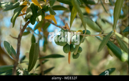 Mangoes growing on a mango tree in Ponce, Puerto Rico Stock Photo - Alamy