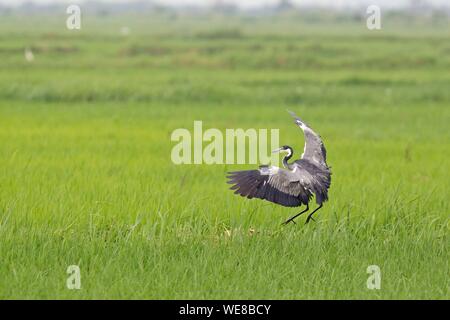 Burundi, Rusizi National Park Stock Photo - Alamy