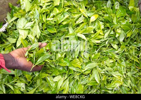 Burundi, Kibira National Park, Teza, Rwegura, Tea collection Stock ...