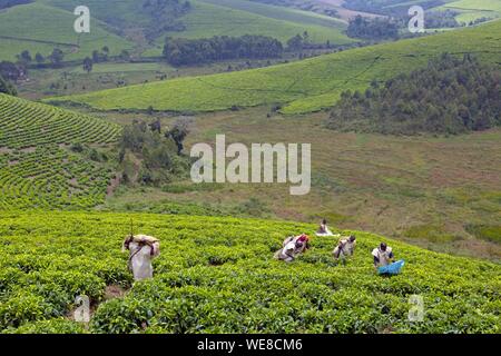 Burundi, Kibira National Park, Teza, Rwegura, Tea collection Stock ...