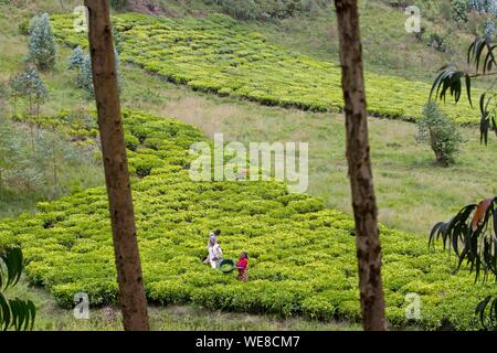 Burundi, Kibira National Park, Teza, Rwegura, Tea collection Stock ...