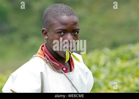 Burundi, Kibira National Park, Teza, Rwegura, Tea collection Stock ...