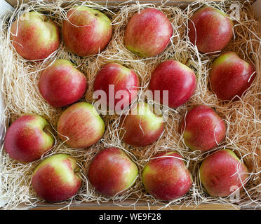 Jessen, Germany. 30th Aug, 2019. Pickers load apples of the "Elstar ...