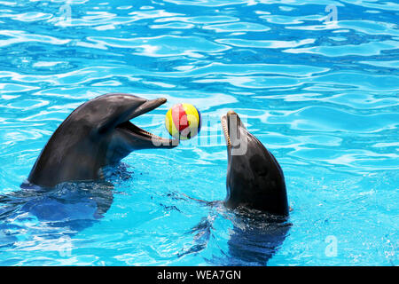 two dolphins playing ball in dolphinarium Stock Photo - Alamy