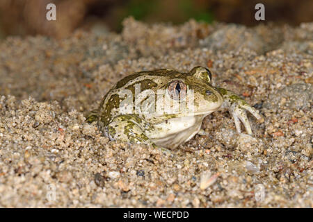 European Common Spadefoot Toad (Pelobates fuscus) hiding in sandy soil ...