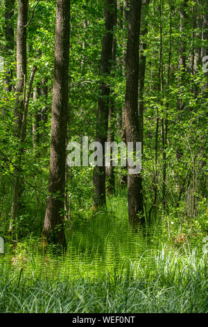Alder tree carr with green forest floor.. Alnus glutinosa copse in ...