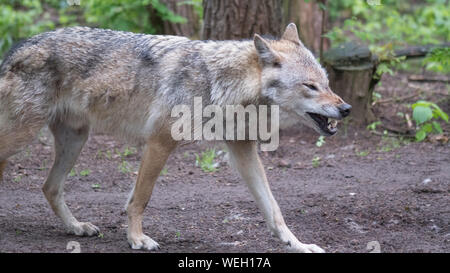 Side View of Gray Wolf Stock Photo: 171870809 - Alamy