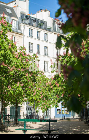 France, Paris, Chestnut trees in bloom in Place Dauphine Stock Photo ...