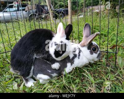 two rabbits - mating Stock Photo - Alamy