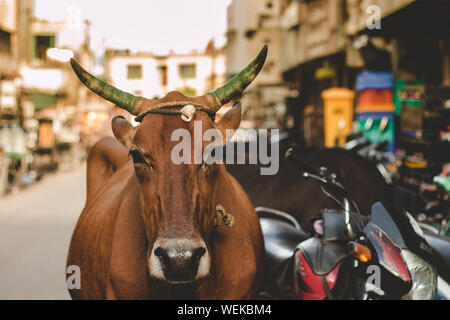 cow on a motorcycle Stock Photo - Alamy