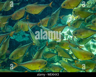 Dusky Sweepers (Pempheris adusta) in the Red Sea Stock Photo - Alamy
