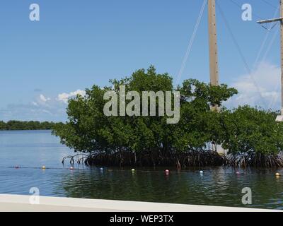 Shrubs growing in the water along the coastal area in Key West, Florida ...