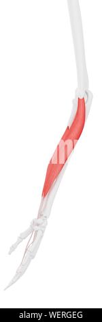 Anatomical Illustration of Flexor Digitorum Superficialis Stock Photo ...