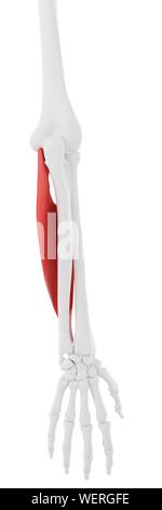 Anatomical Illustration of Flexor Digitorum Superficialis Stock Photo ...