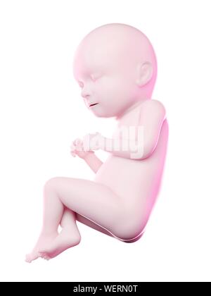 Human fetus at week 37, illustration Stock Photo - Alamy