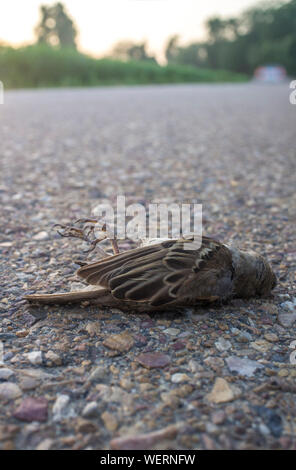 Wild bird run over asphalt of country road. Concept for road safety and ...