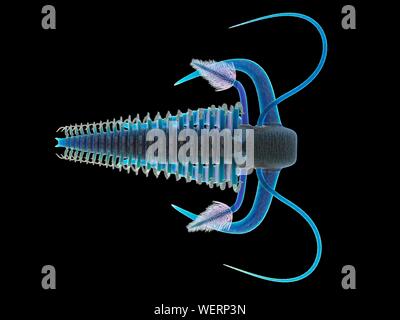 Marella marine arthropod, illustration Stock Photo - Alamy