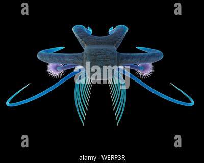 Marella marine arthropod, illustration Stock Photo - Alamy
