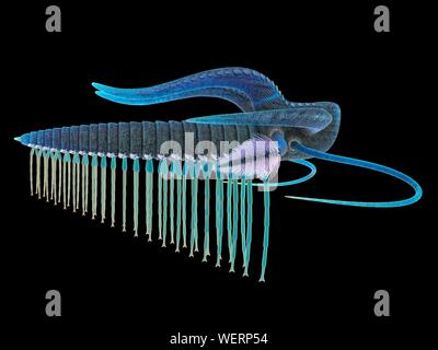Marella marine arthropod, illustration Stock Photo - Alamy