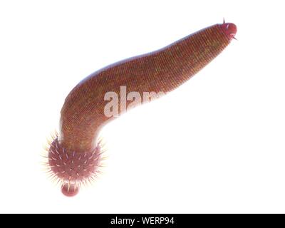 Ottoia marine worm, illustration Stock Photo - Alamy