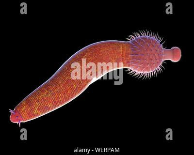 Ottoia marine worm, illustration Stock Photo - Alamy