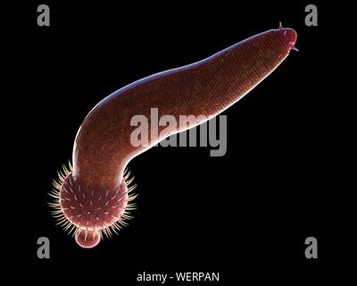 Ottoia marine worm, illustration Stock Photo - Alamy
