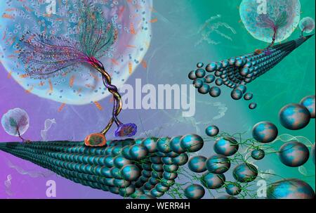 Intracellular transport, illustration Stock Photo - Alamy