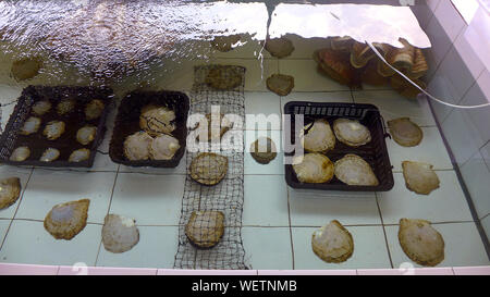 Pearl Oyster farming Stock Photo: 22401750 - Alamy