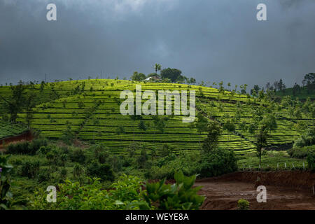 Tea plantations, Vagamon, Kerala, India, Asia Stock Photo - Alamy
