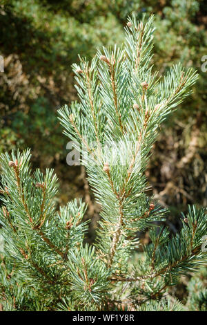 Detail of Pine leaves (Pinus pinea), Spain Stock Photo - Alamy