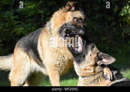 German Shepherd snarling Stock Photo - Alamy