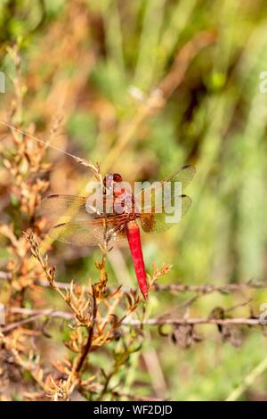 red Dragonfly Close up Stock Photo - Alamy