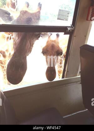 Giraffe looking through the window Stock Photo - Alamy