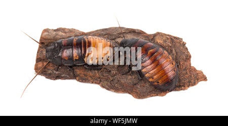 Madagascar cockroaches on tree bark isolated on white background Stock ...