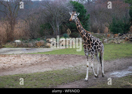 Rothschild's giraffe at a German Zoo Stock Photo - Alamy
