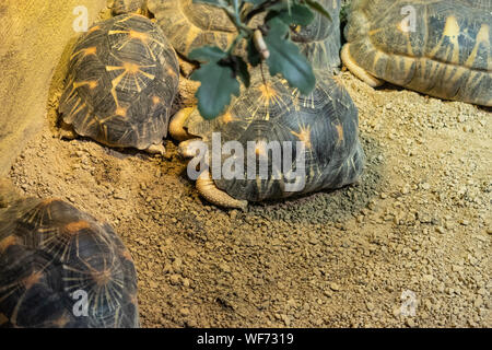 Bell's Hinge-back Tortoise (Kinixys belliana), Gorongosa National Park ...