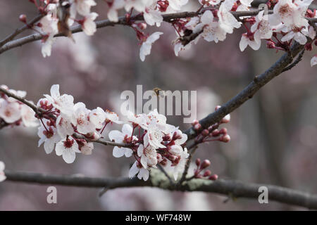 Canberra, Australia. 30th Aug, 2019. Photo shows cherry blossoms at the ...