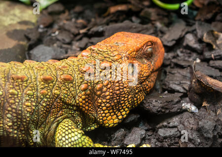 Guyana caiman lizard, Dracaena guianensis (dracaena lizard, Lacerta ...