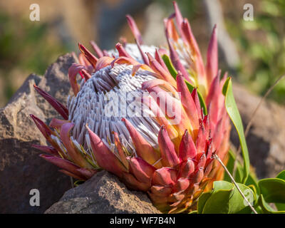 Close up of fynbos flower in the Matroosberg area of Ceres Stock Photo ...