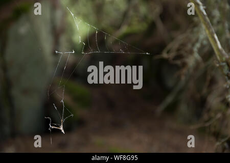 Triangle spider web and prey Stock Photo - Alamy