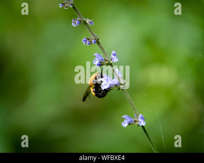 A Japanese bumble bee or carpenter bee feeds from small lavender ...