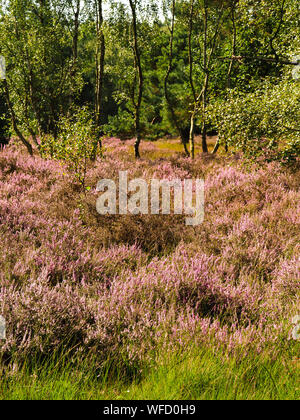 Green heathland habitat at Skipwith Common, North Yorkshire, England ...